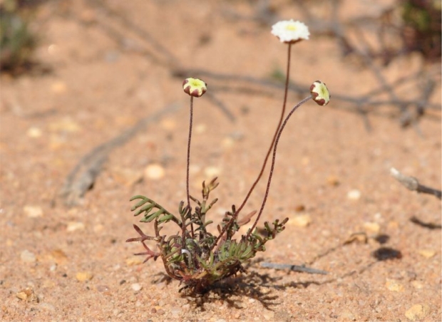 Cotula barbata | PlantZAfrica